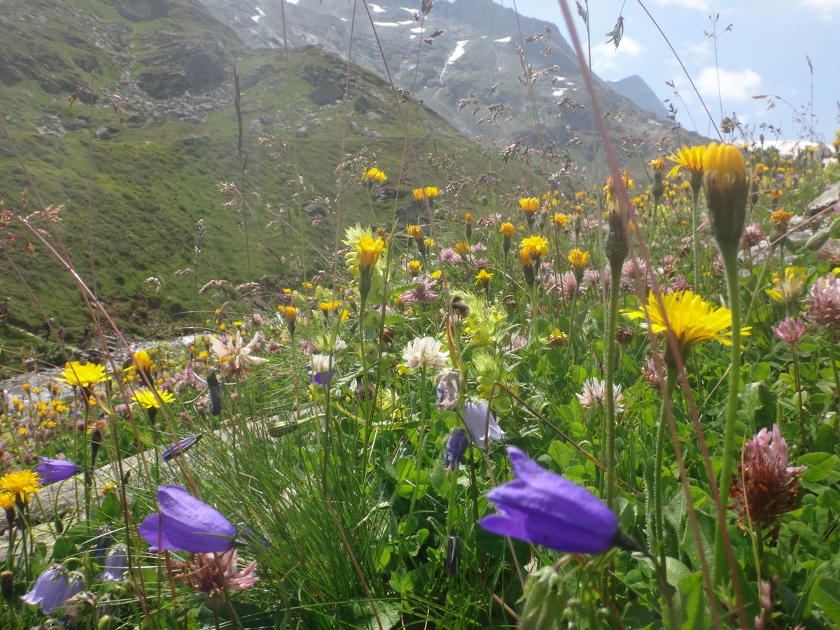 "Klimawandel und Biodiversität" - Neues CCCA-Fact Sheet erschienen! - Climate Change Centre Austria